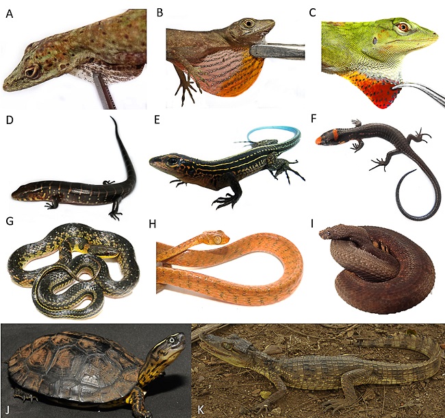 Herpetofauna de dos municipios del suroeste de Colombia | Pinto-Erazo ...